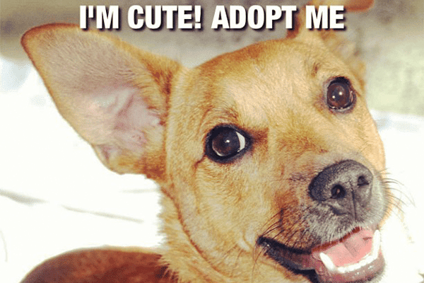 Do you own a pet? Perhaps you want to? well Adopt Meme can help ...